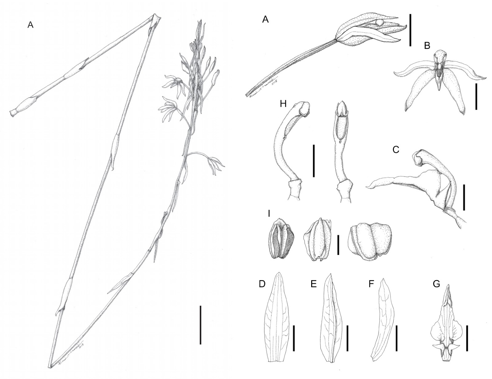 Species New to Science: [Botany • 2018] Aphyllorchis maliauensis ...