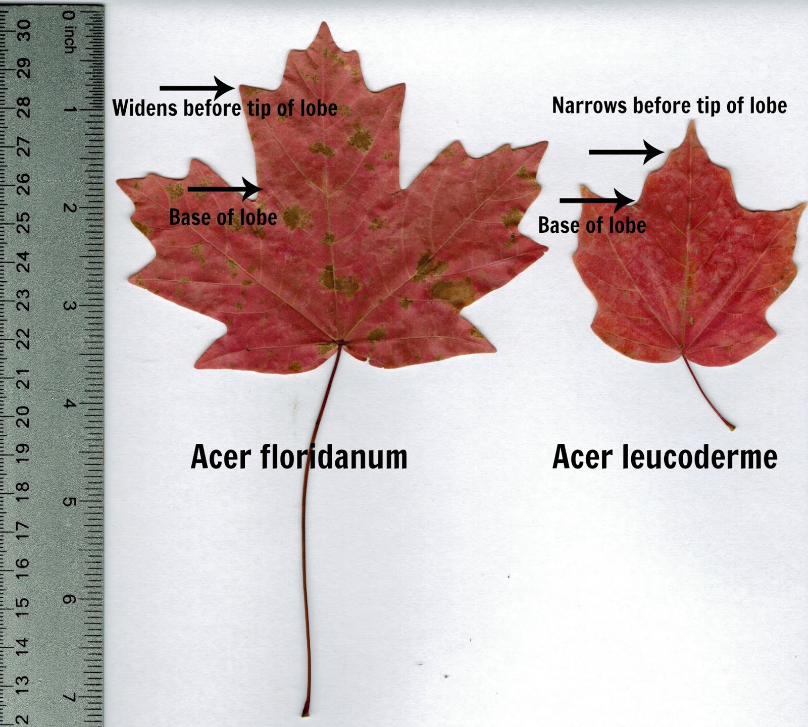 Using Georgia Native Plants Score New Acorns For Me