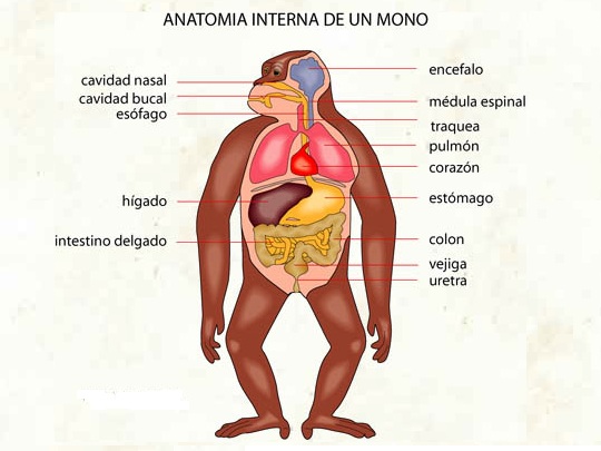 MICOS DEL SALVAT PAPASSEIT 1r. Primària: COM SÓN ELS MICOS PER DINS?