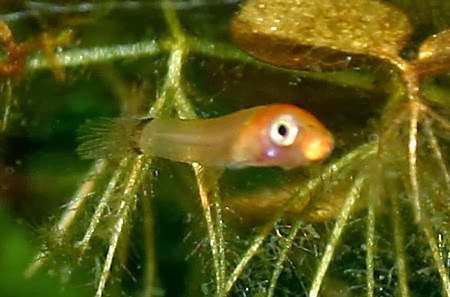 Tudo sobre Kinguios: O que são Alevinos?