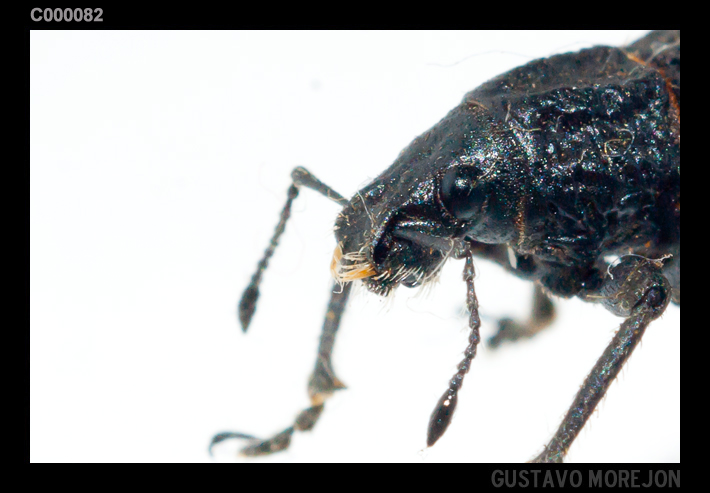 Coleoptera de Ecuador: Curculionidae sin identificar C000082