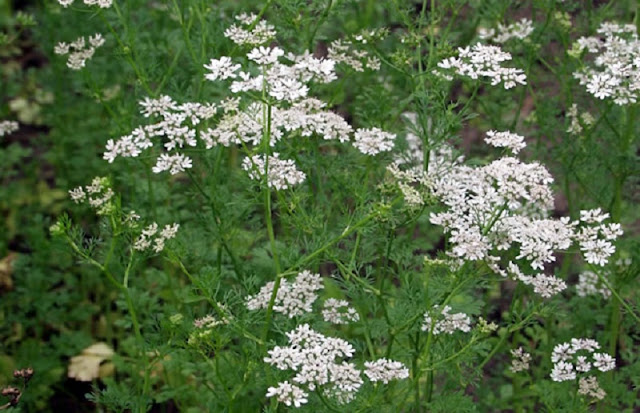 CURARSI CON L'ANICE (Pimpinella Anisum) - Blog di pociopocio