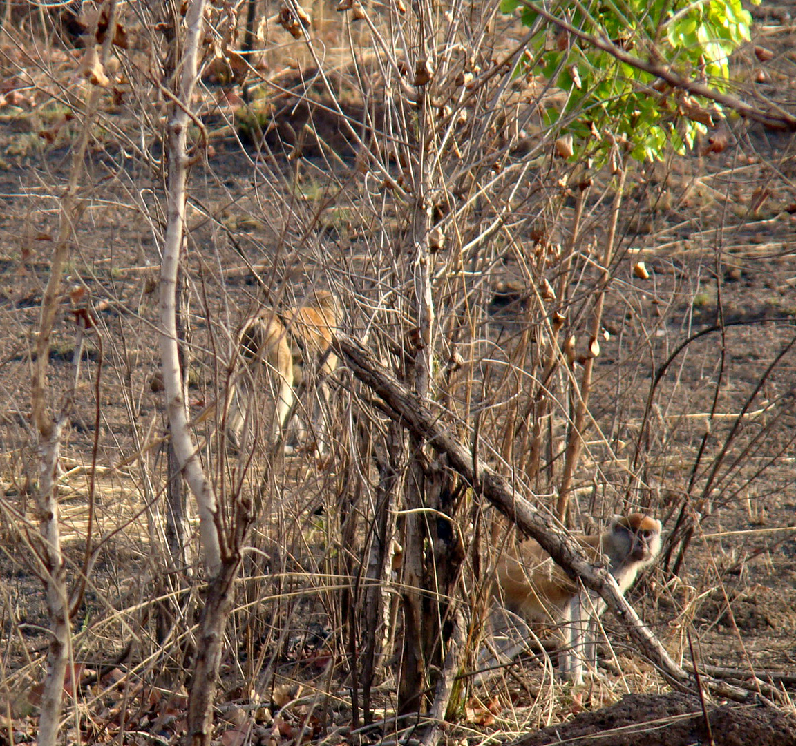 Friendly Neighbourhood Birders: 23. Colours of Africa : Mole National Park