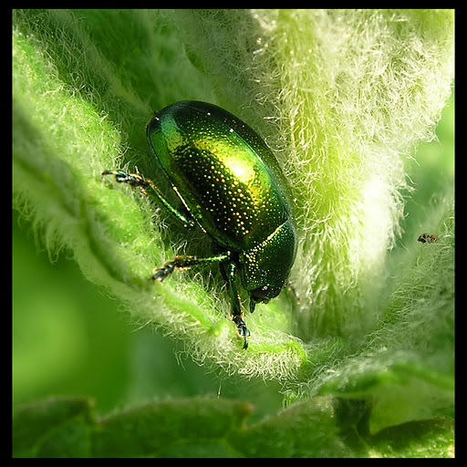 Imagenes color verde para imprimir-Colorear dibujos,letras, Actividades ...