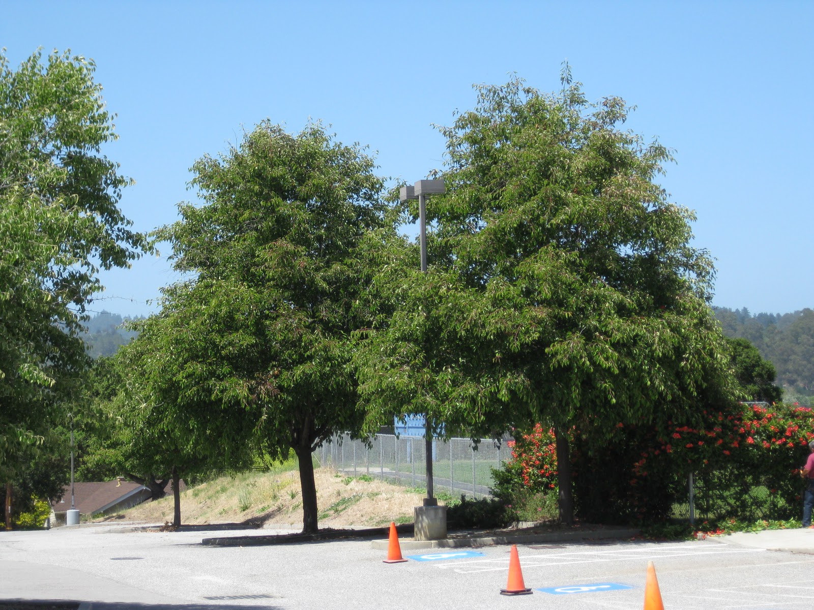 Pinkberry Santa Cruz Tree