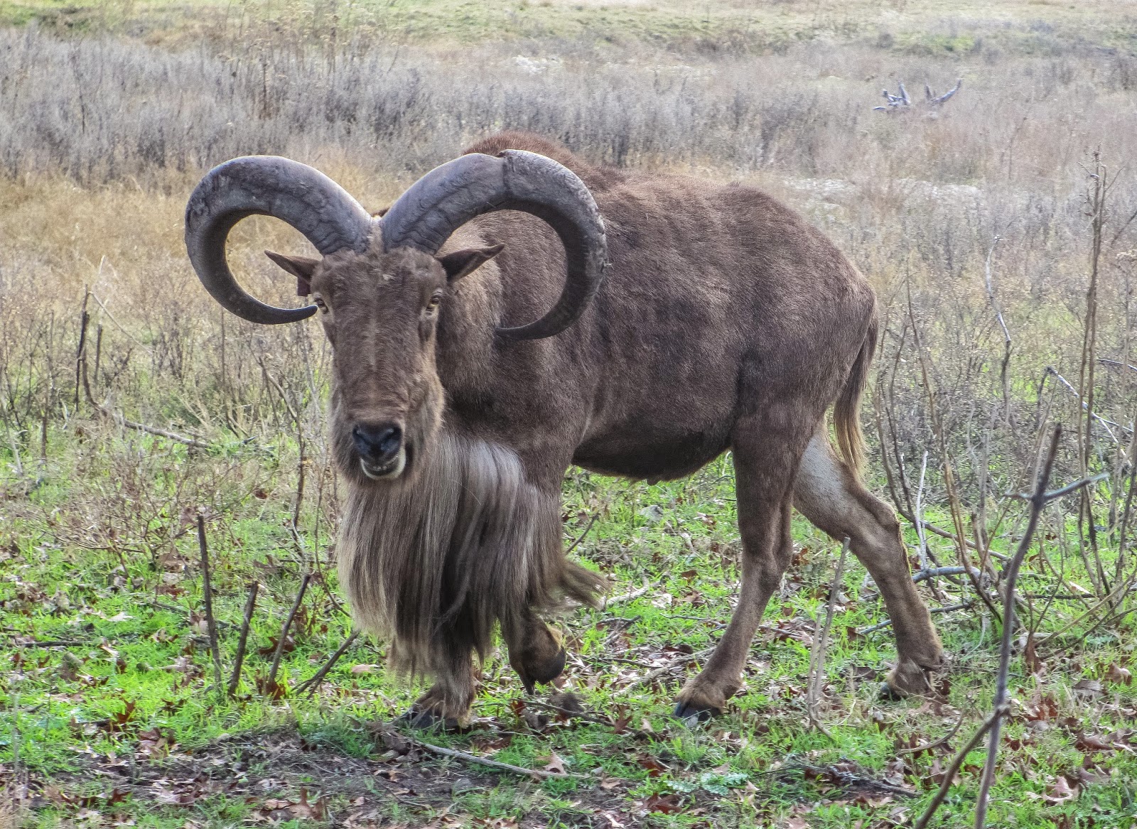 Cannundrums: Barbary Sheep or Audad