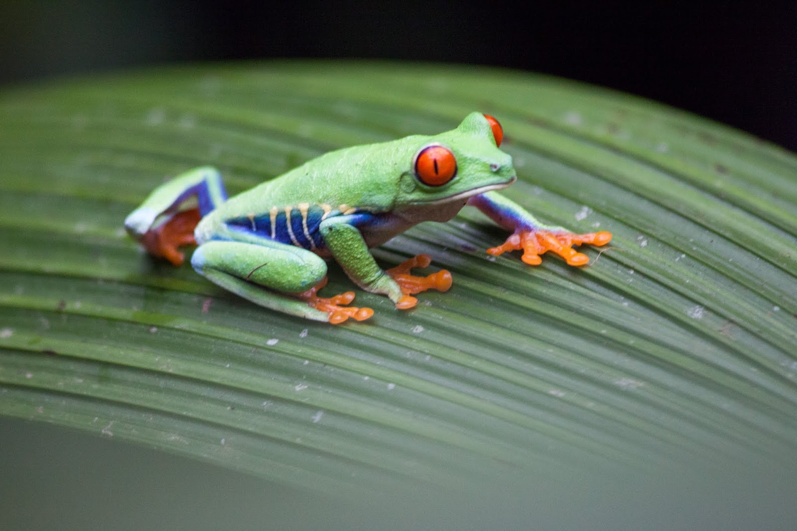 2-in-1: Zoo and Nature Park in Costa Rica - Explore the World with ...