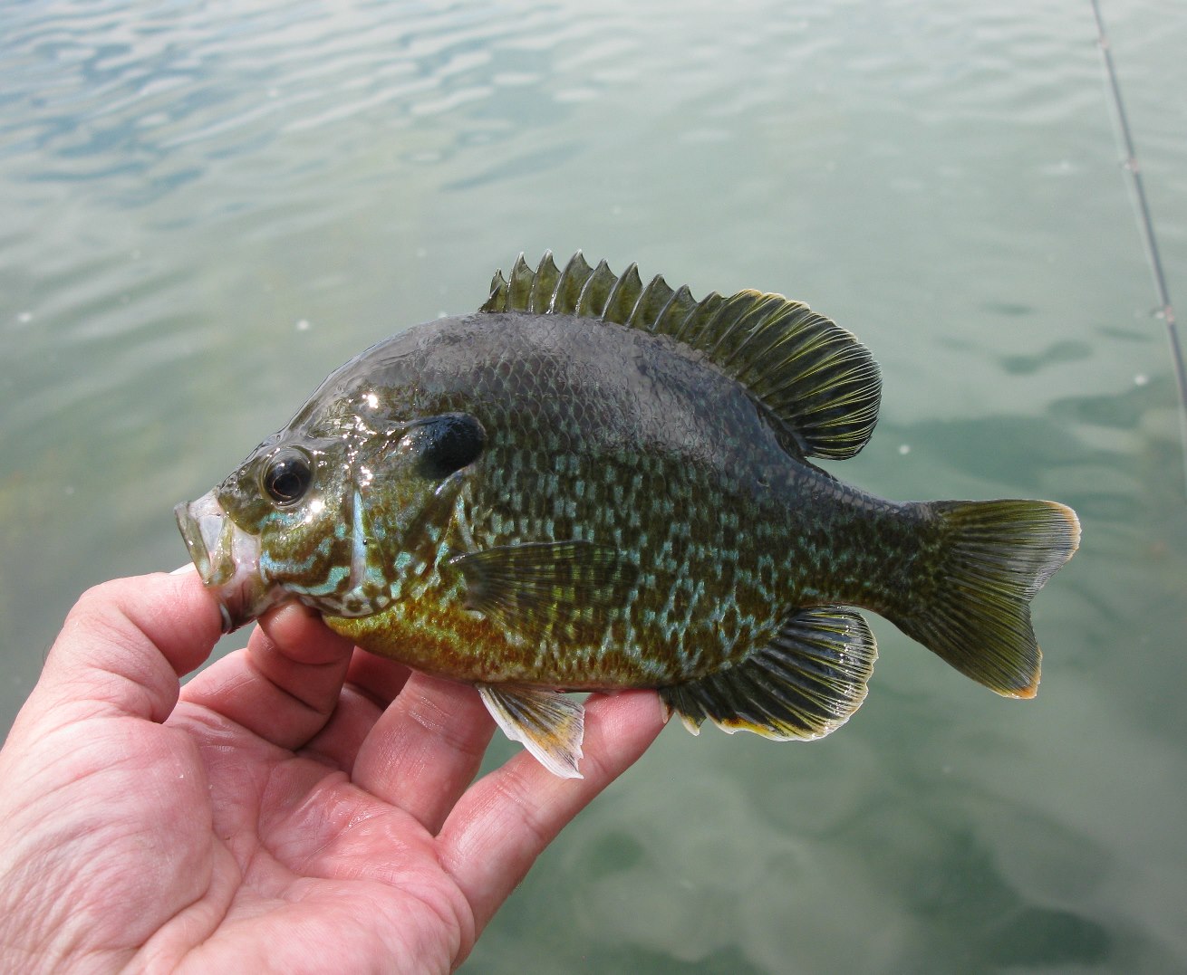 ColoradoCasters: Hello Panfish!