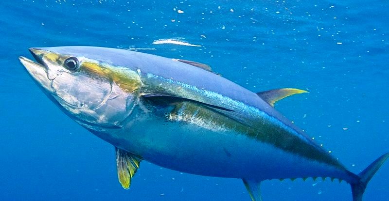 México a través de la mirada de una cubana: Atún, un alimento socorrido