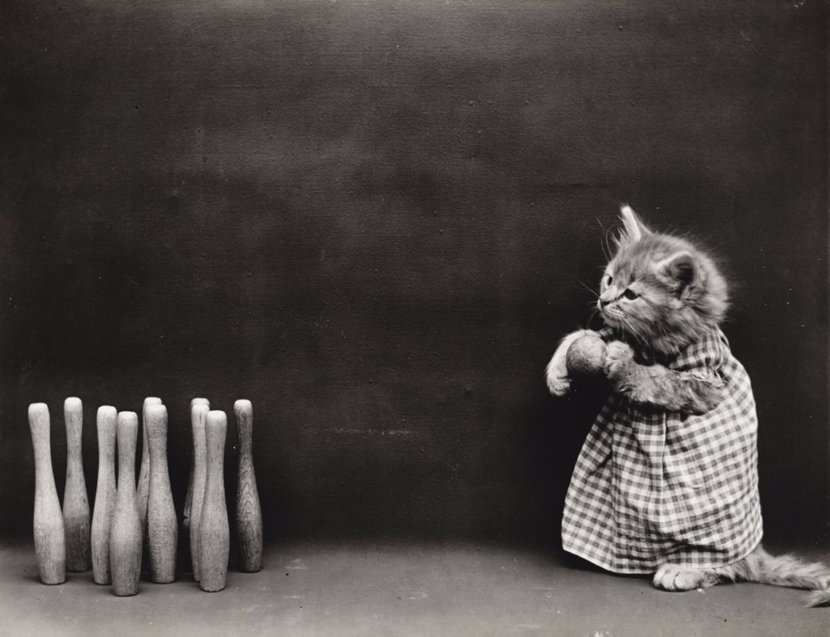Vintage LOLcats: Adorable Old-Timey Photos of Cats Dressed As People ...