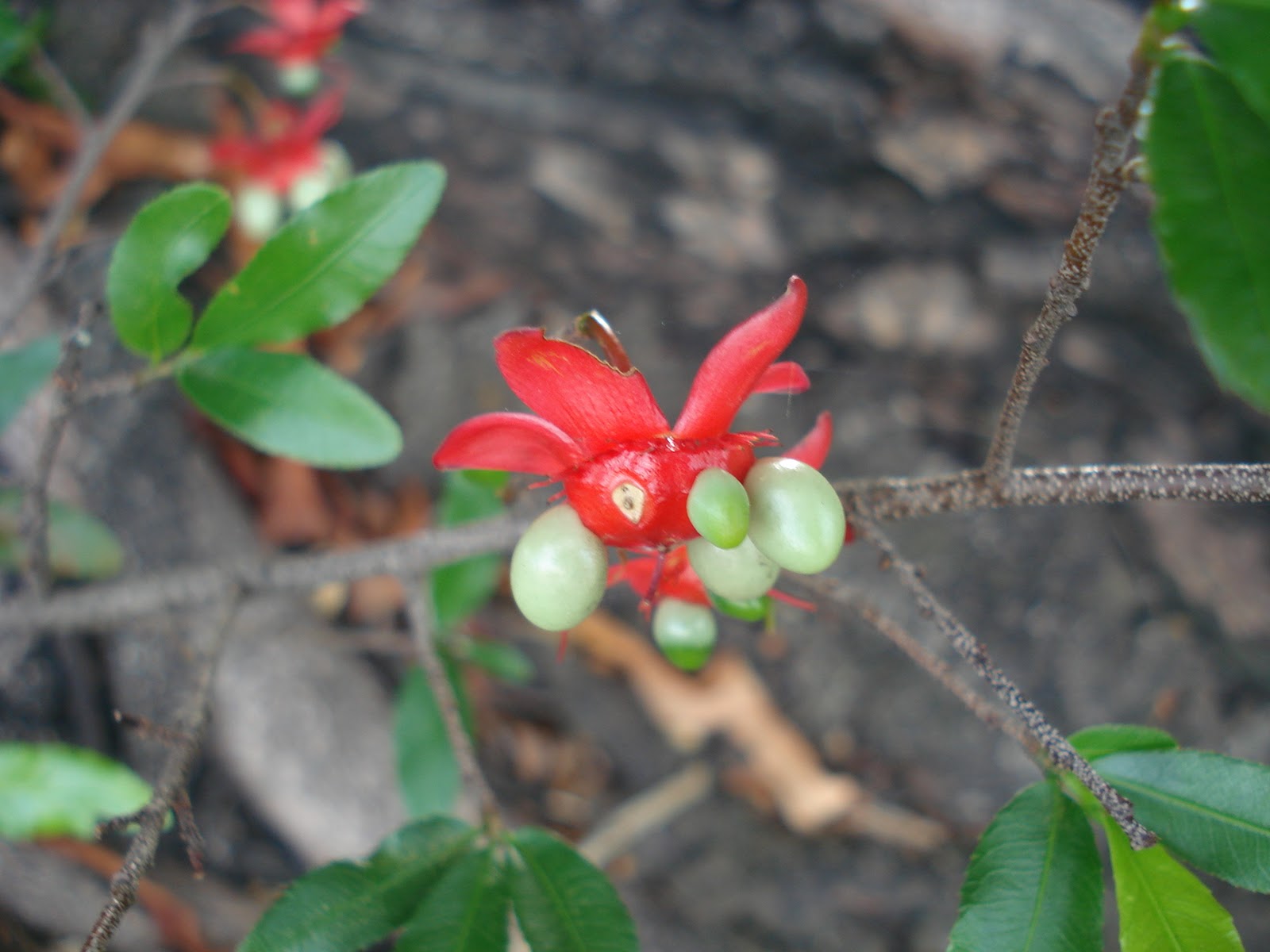 arboreo.net: Ócna, Mickey