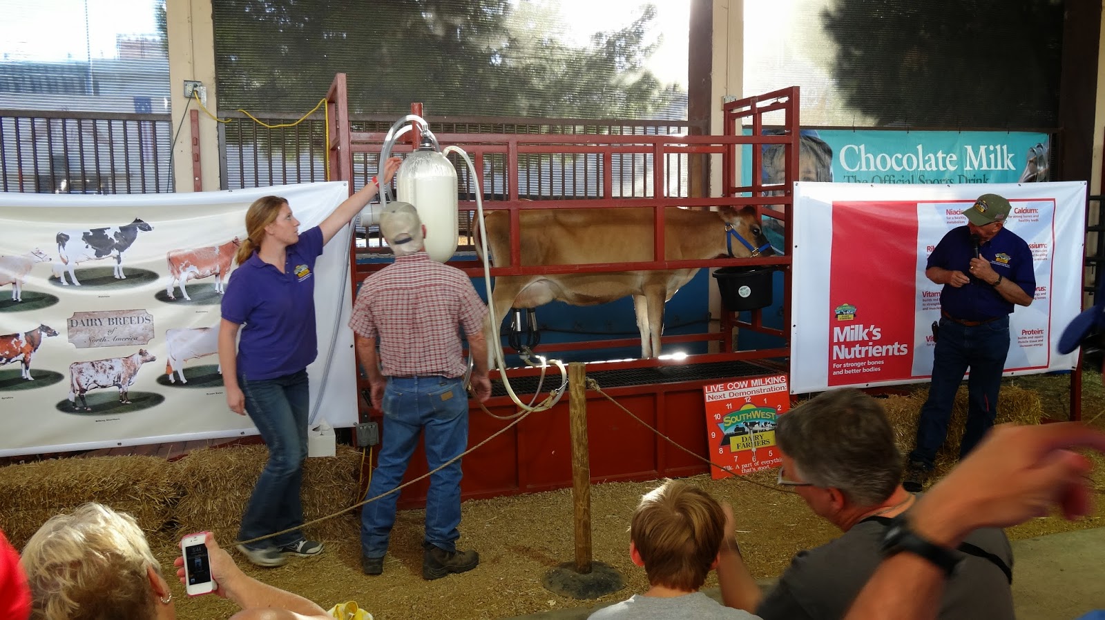 State Fair of Texas 2013: Milking Demonstration at the Texas State Fair ...