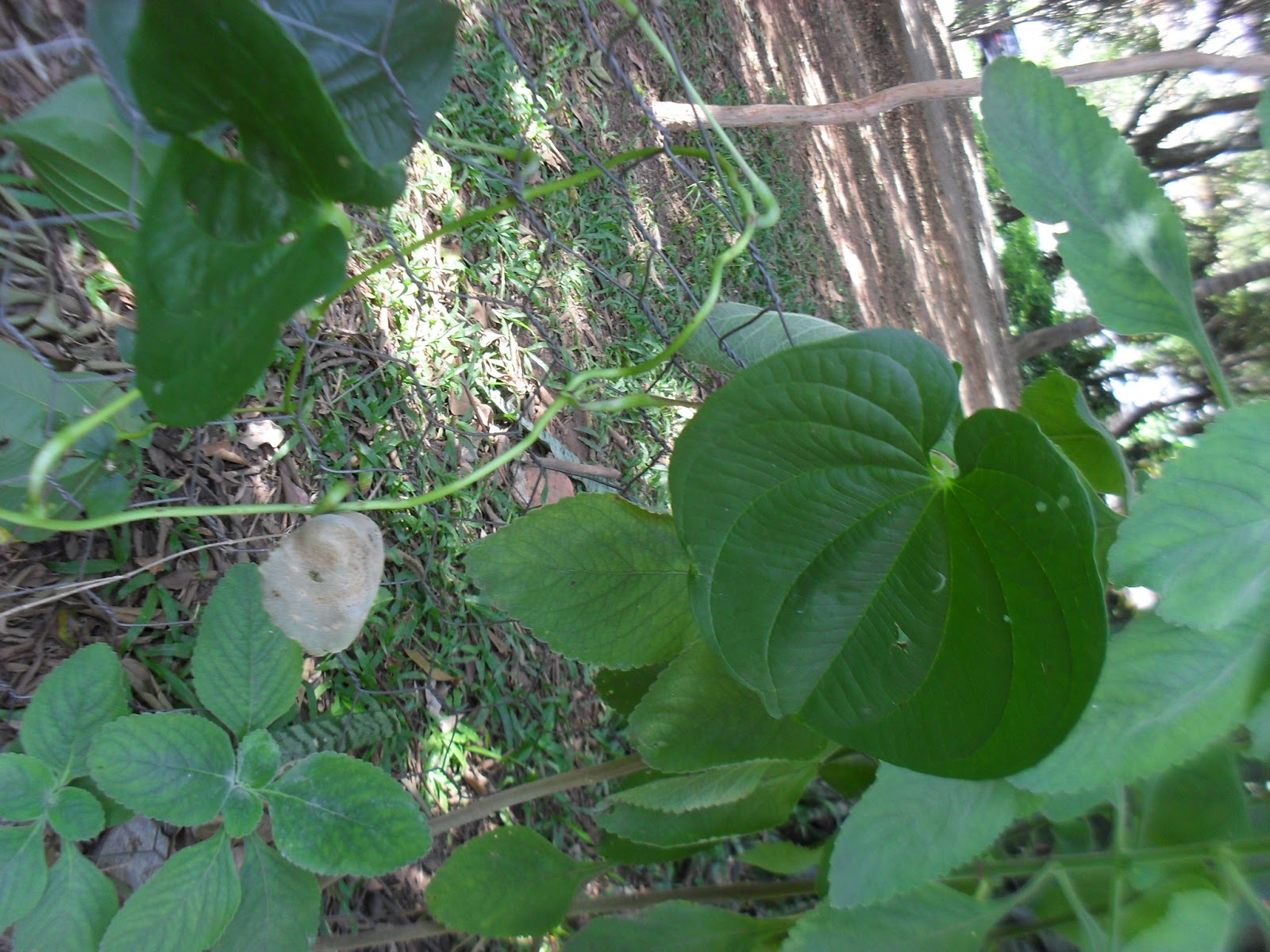 Sabores do Mato - Panc's e plantas medicinais: CARÁ MOELA, cará do ar ...