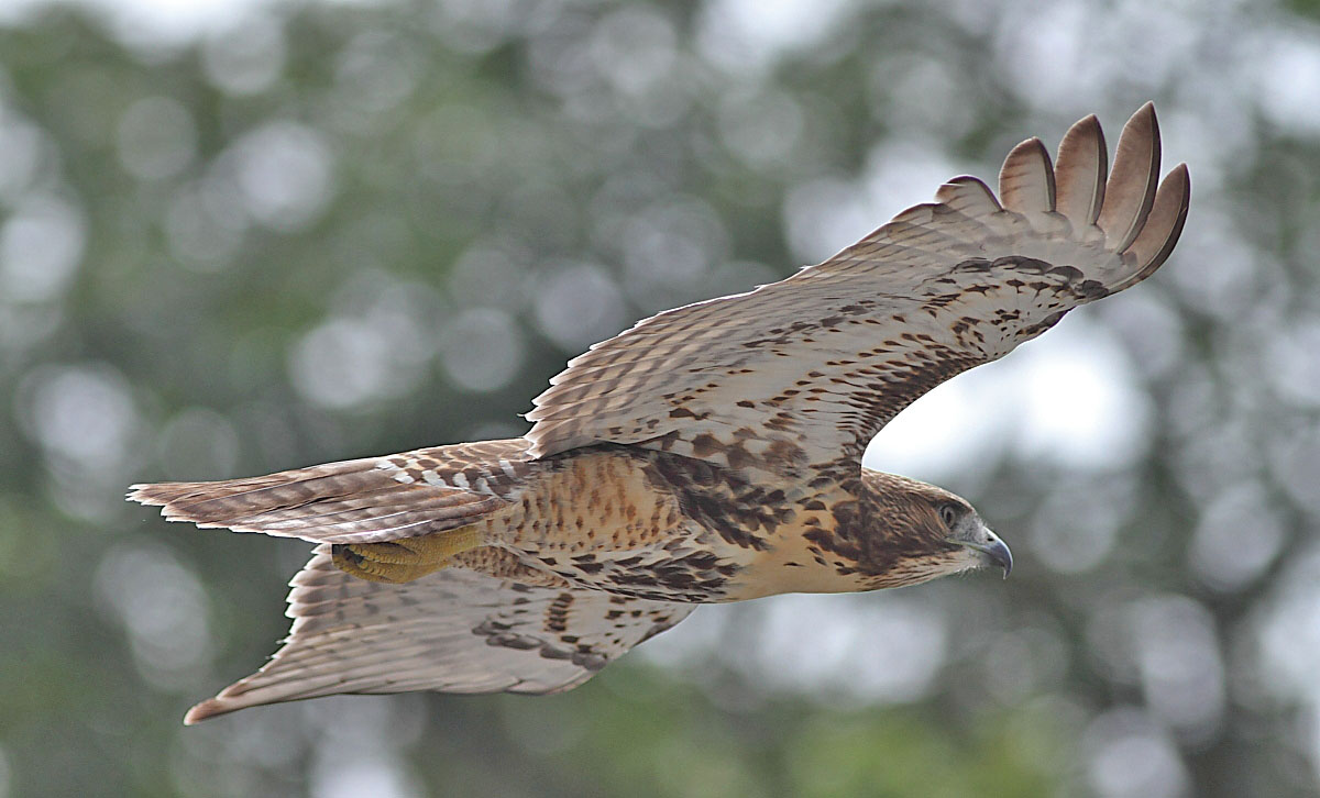 Red-Tailed Hawk Nest 2009-2017: Red-tailed Hawk hanging near office