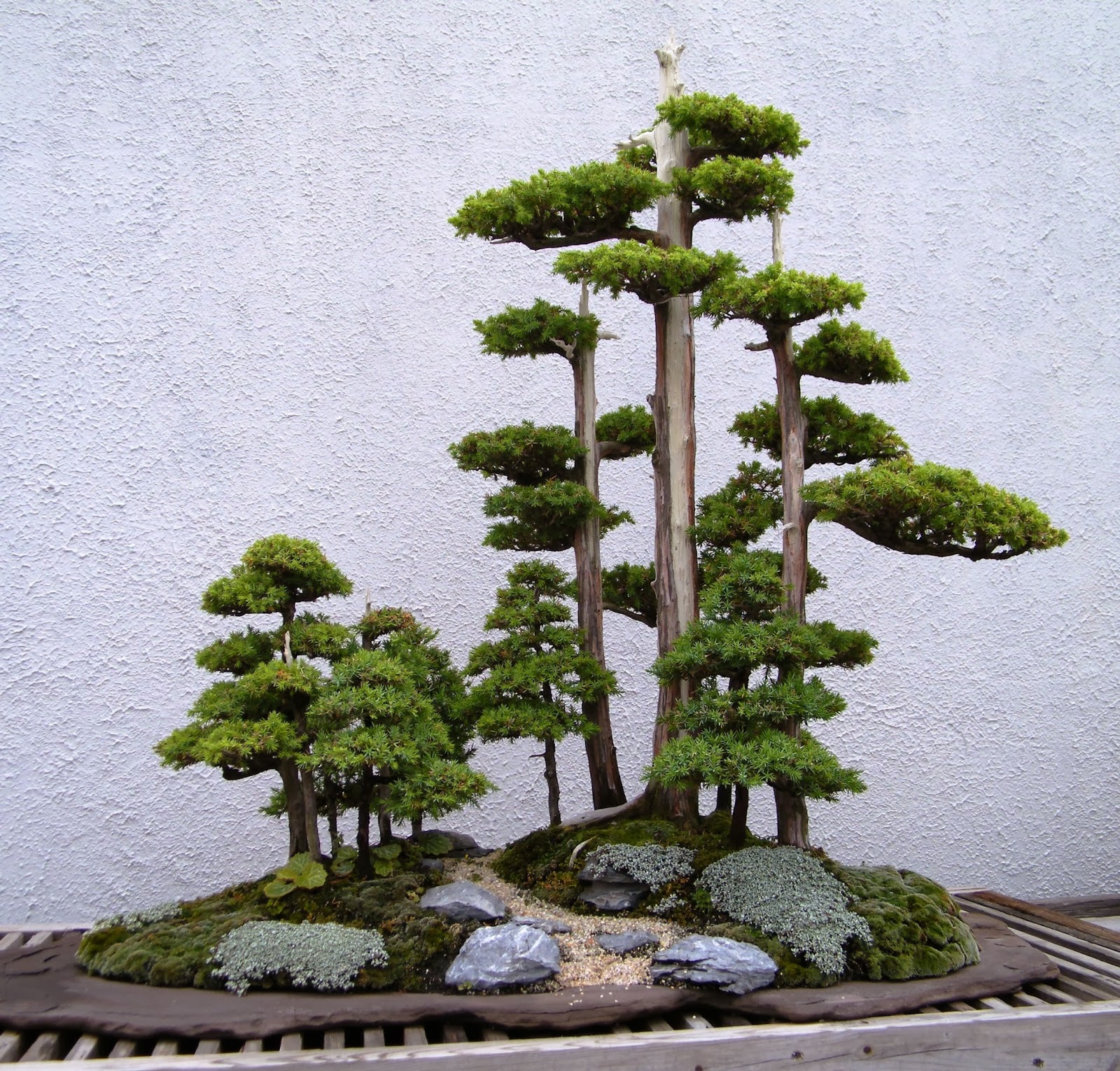 5 Tips Menanam Bonsai - Ragam Tanaman