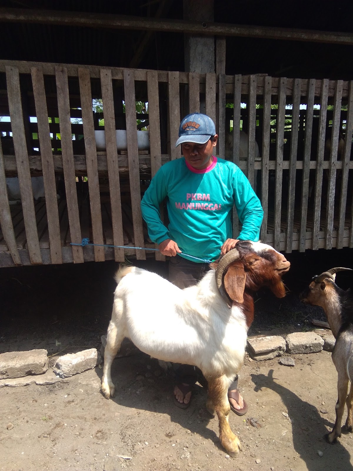 JUAL BETINA BUNTING KAWIN PEJANTAN KAMBING BOER FULLBLOOD "BEJO UTOMO ...