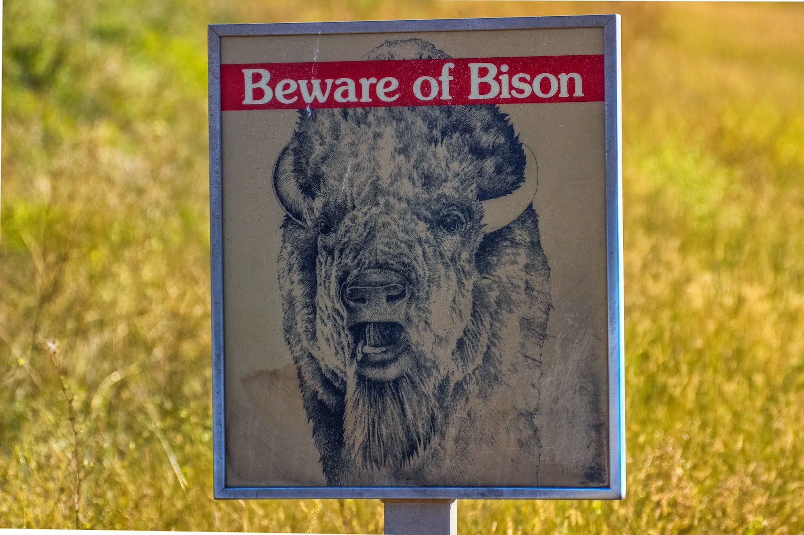 Cannundrums: Animal Signs