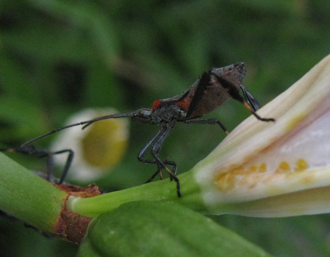 Growing A Garden In Davis: Assassin Bug Family Outing