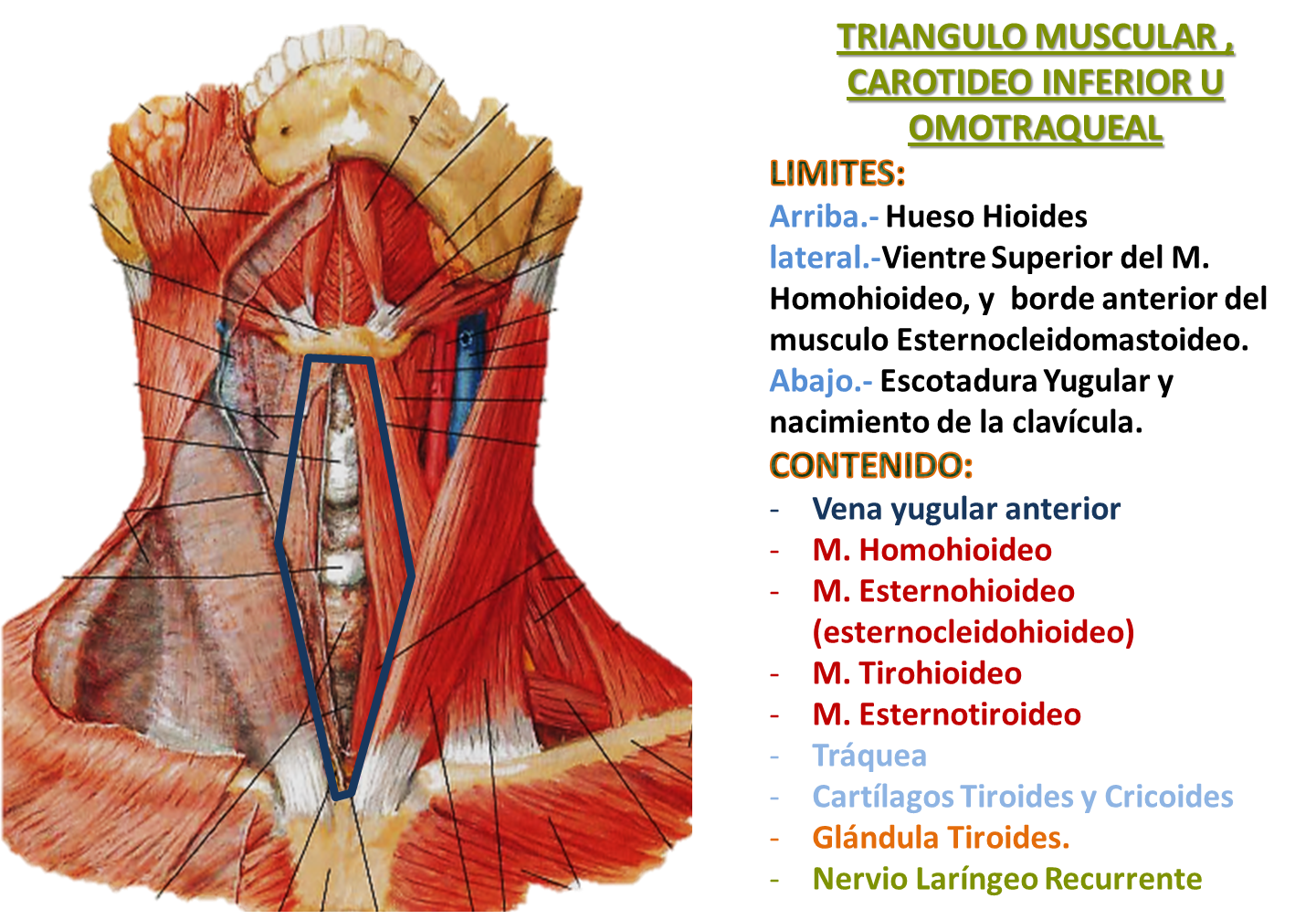 Ciencia Literaria : Triángulos del cuello