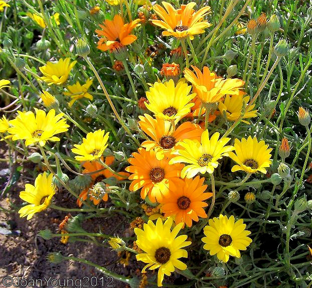 Natures World of Wonder: Namaqualand Daisy (Dimorphotheca sinuata)