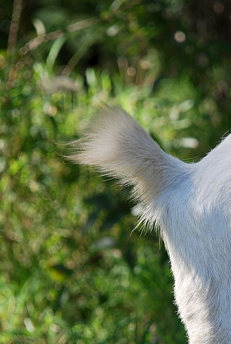 Counting Ewe: Is it a sheep or a goat? How do you know for sure?