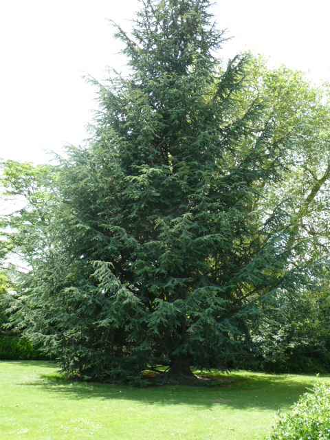 Our Beautiful World: Cedar Tree