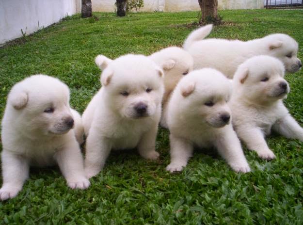 Cainele akita inu cute dog puppy ~ Poze cu rase de caini mici si mari ...
