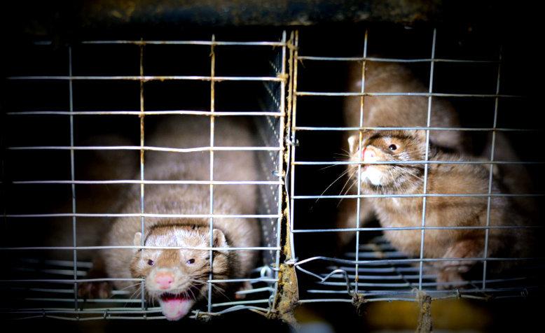 Montreal Simon Why Our Animal Cruelty Laws Must Be Modernized montreal-simon-why-our-animal-cruelty-laws-must-be-modernized