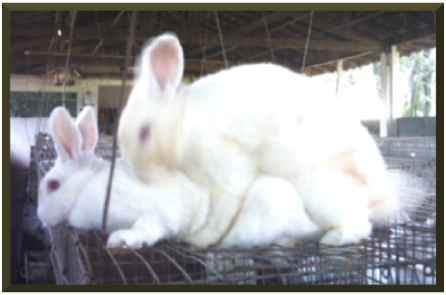 Coelhos SAM: Monta natural