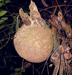 Photos and Info on Ants and Termites of Malaysia: Bulbitermes