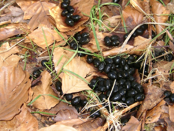 les bracographes: ZOOM SUR LE CHEVREUIL