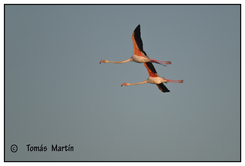 TOMÁS MARTÍN RUÍZ FOTOGRAFÍAS: Vuelo de Flamencos