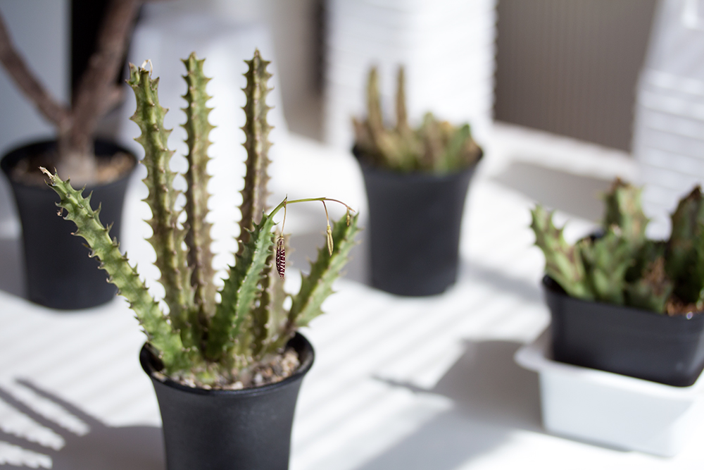 Caralluma turneri, PH 1432 ~ Fullsun