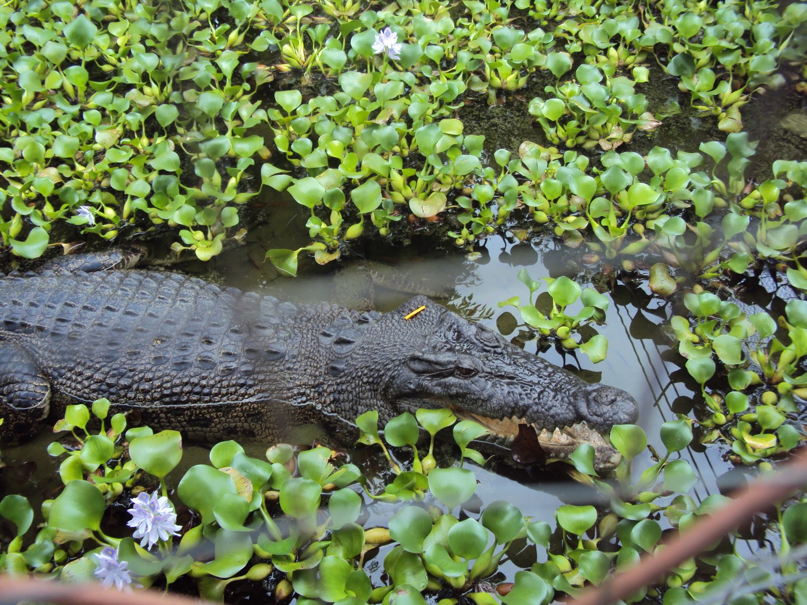 hatsokolitmelk: Crocolandia in Talisay City Cebu