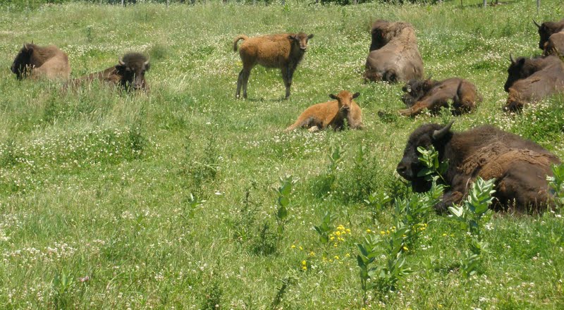 Buffalo Farm, Strawberry Picking, & More => Kid-friendly Summer ...