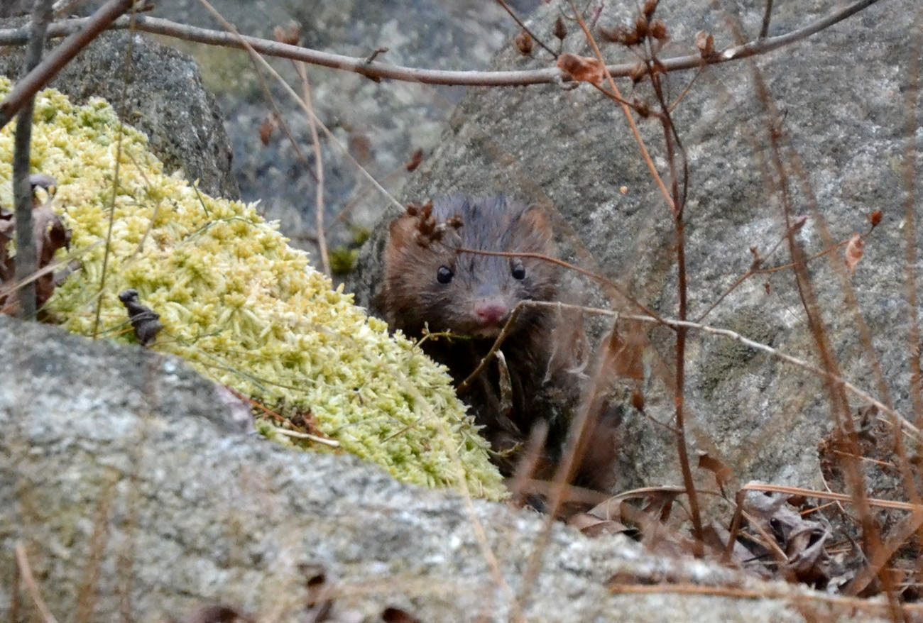 Woods Walks and Wildlife: Meeting a Mink, and Various Spring Sights