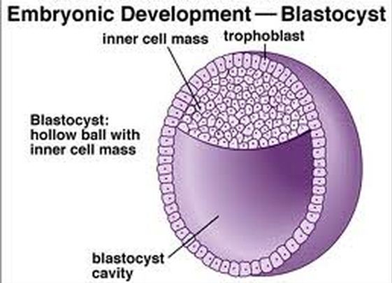 Development cycle Of Blastocyst |Genetic Engineering Info
