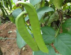 అన్ని రకాల కూరగాయల యొక్క పేర్లు తెలుగులో ౹ Vegetable Names in Telugu to ...