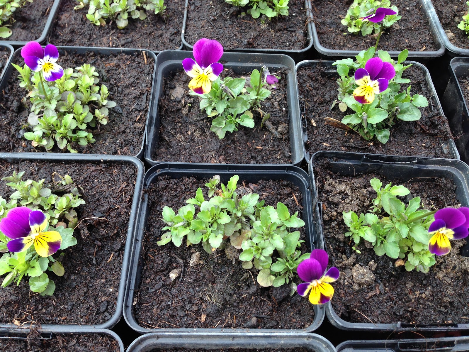 Vlijpark De Kwekerij: Vrolijke eetbare viooltjes