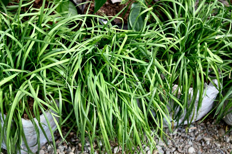 Pabulhon Festival 2015 | dead-hungry