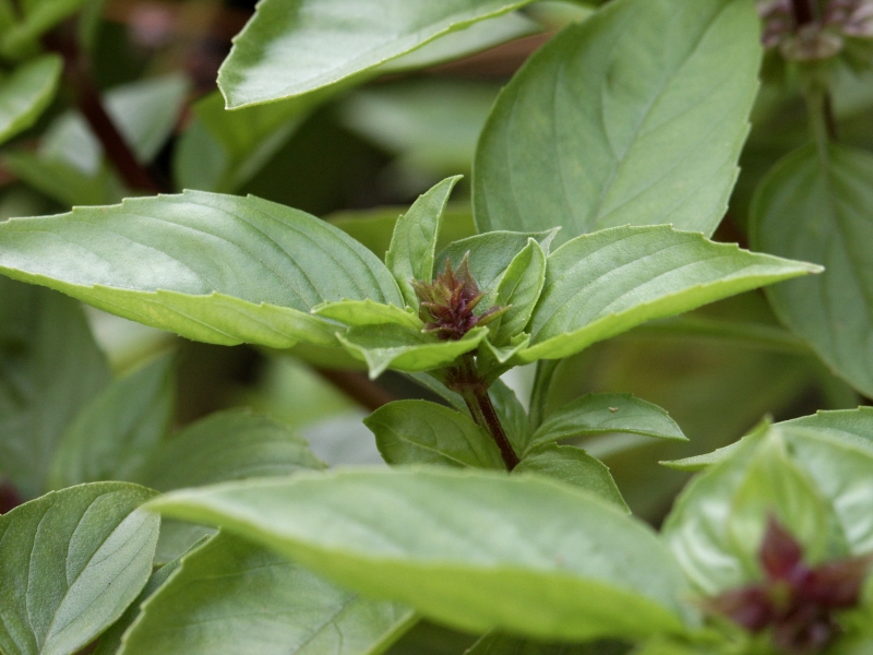Desperate Gardener: Growing Basil