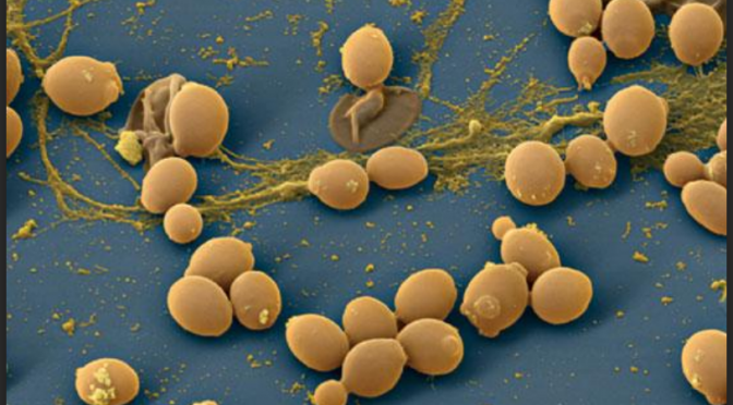 Tipos De Levaduras Hongos - chefli