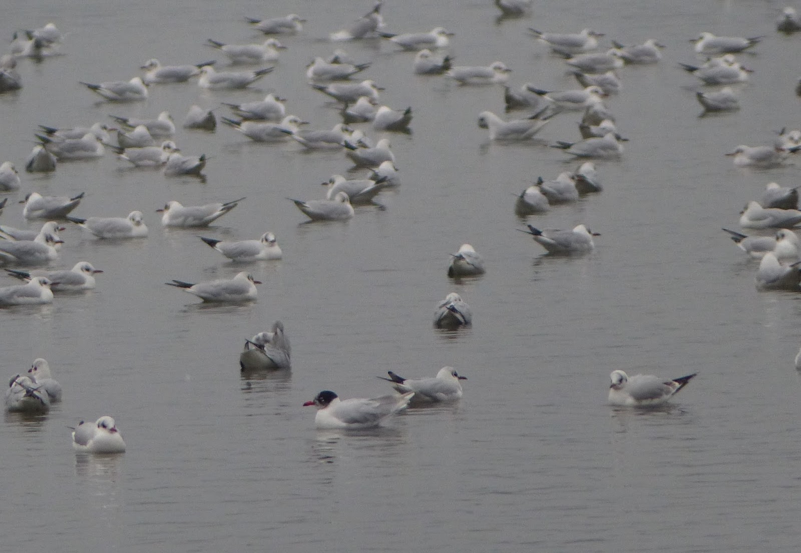 A Field Notebook: Watching the Pennington Flash gull roost