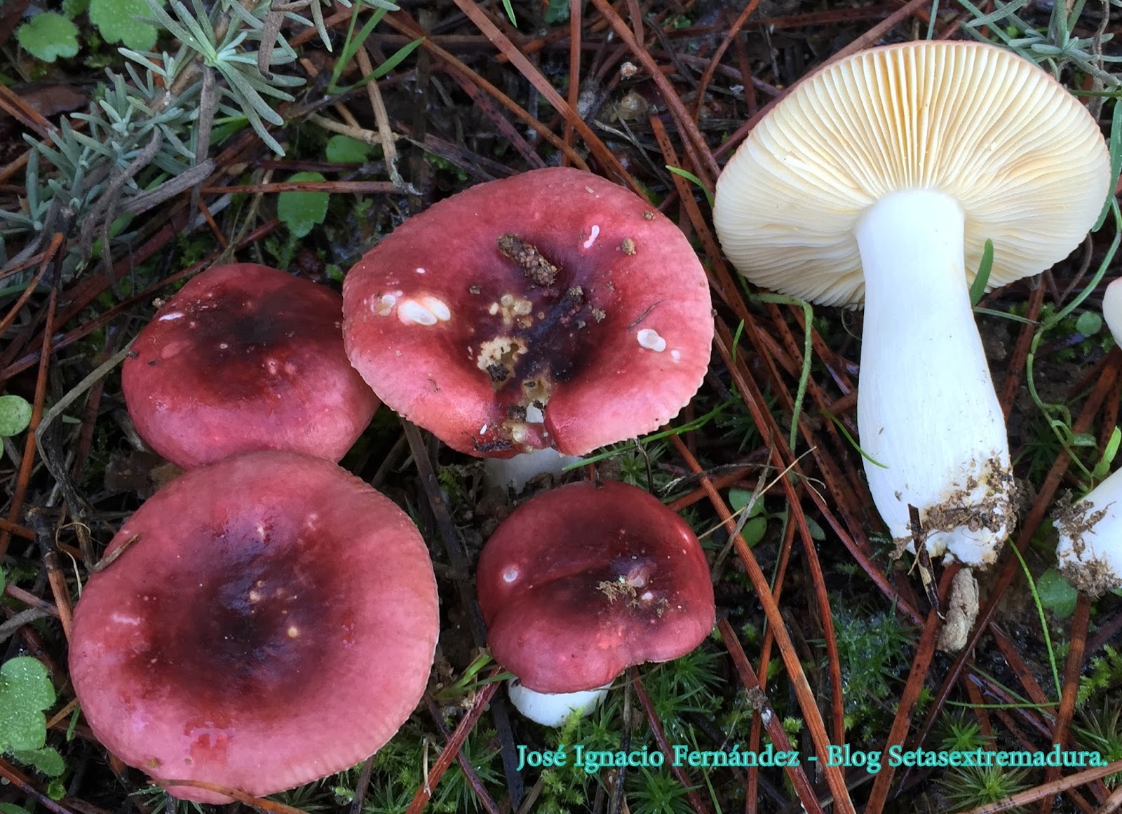 Setas Extremadura : Russula Cessans