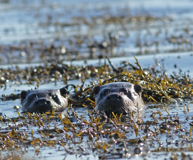 Birds, Bees and Outer Hebrides: Close encounters of the Otter kind