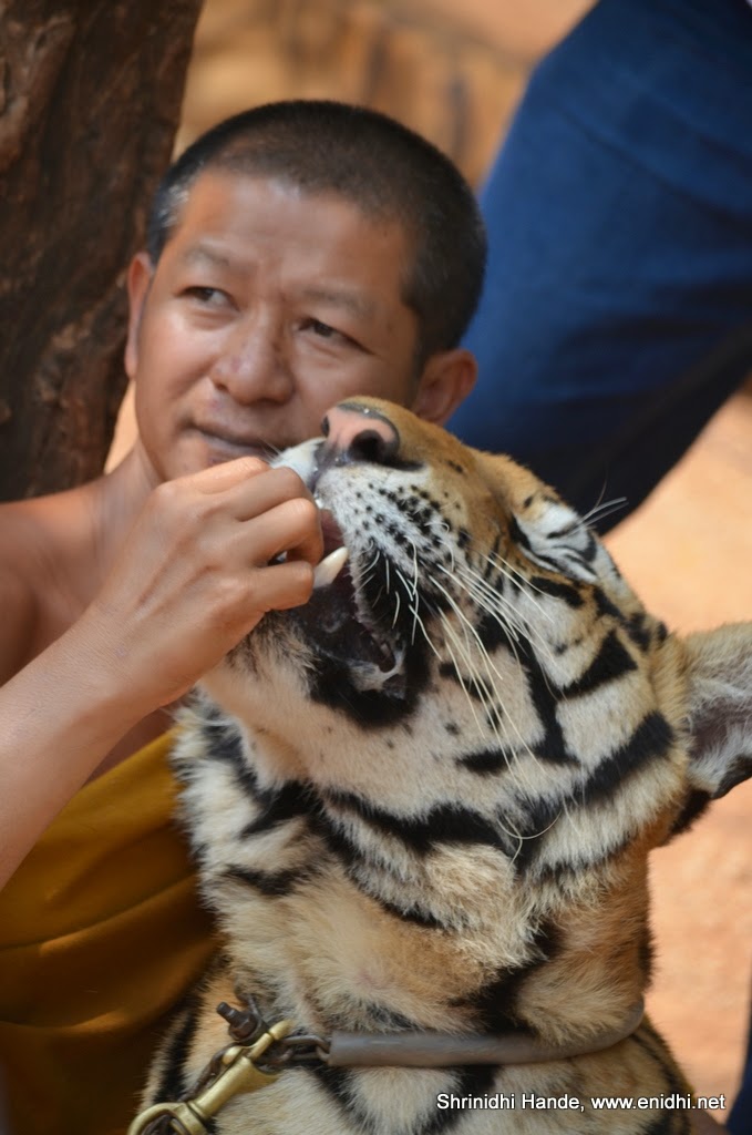 Tiger temple Thailand upclose photos with the cats - eNidhi India ...