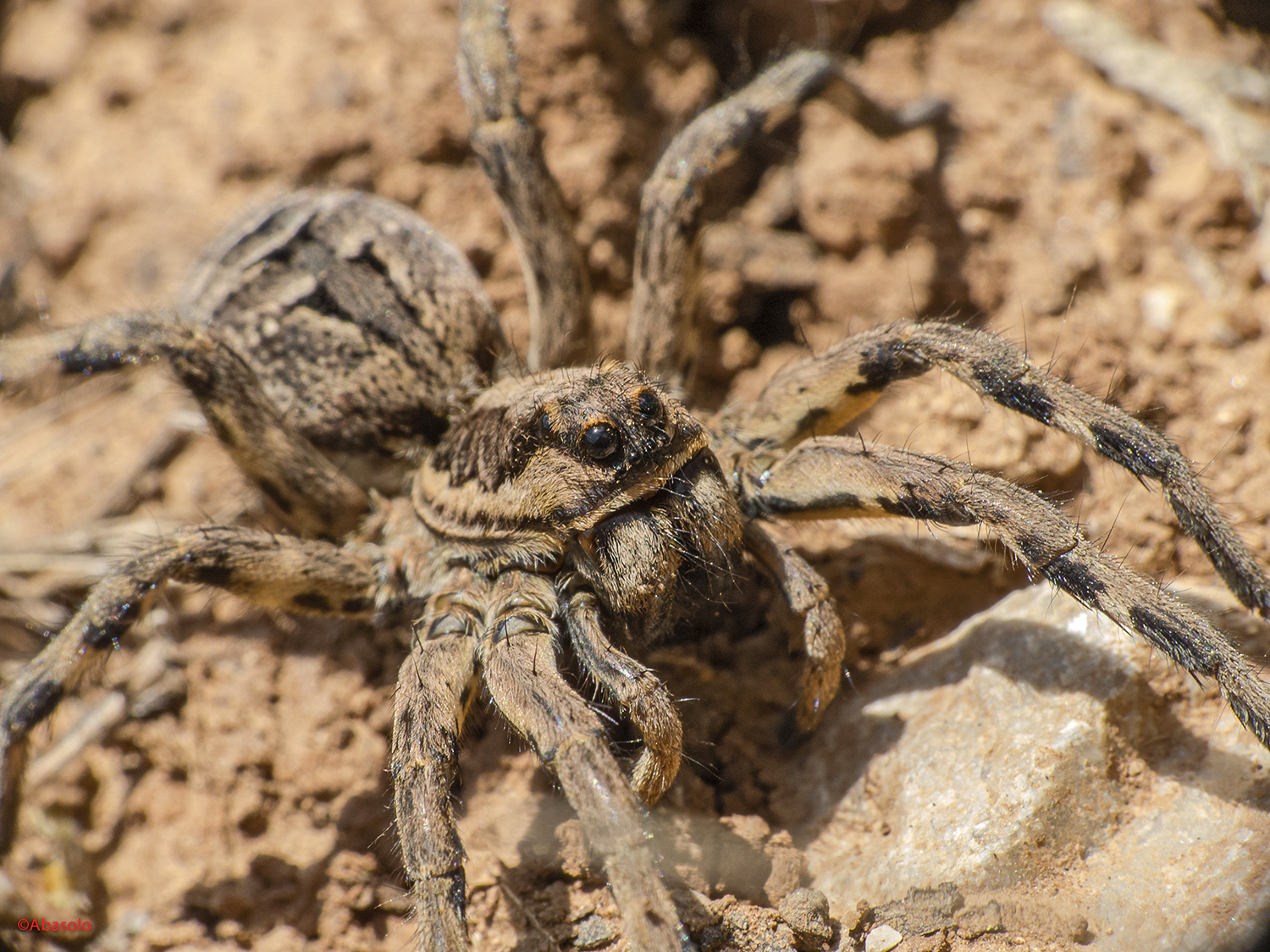 FOTOGRAFÍAS DE NATURALEZA: Lycosa tarentula-fasciventris