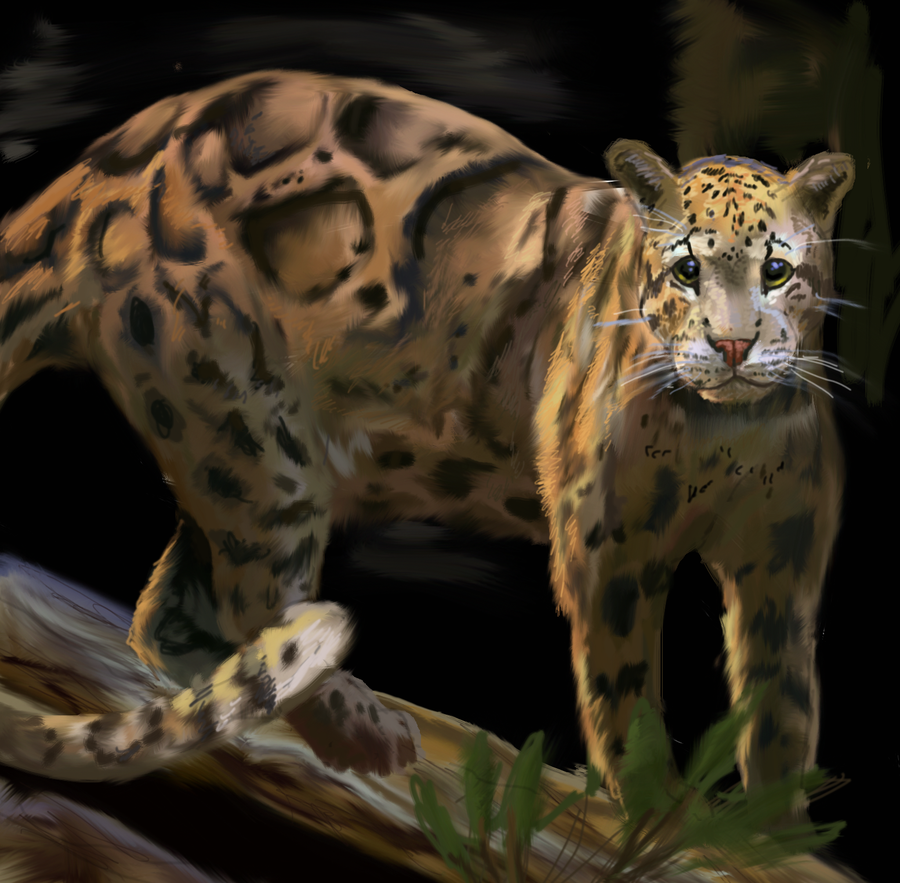 CLOUDED LEOPARD photos - wallpapers | the fun bank