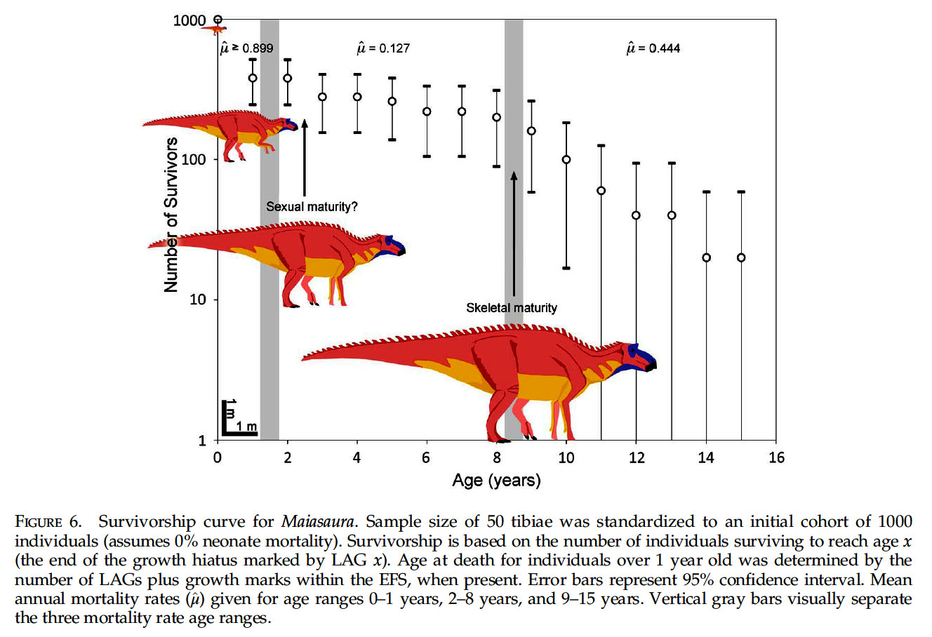 PALAEOBLOG: Growth of the Hadrosaurid Maiasaura