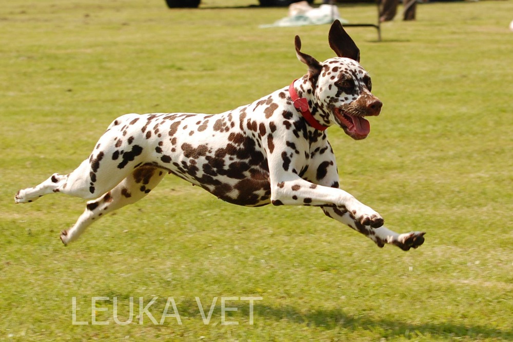 Centro Veterinario Leuka: El Movimiento del Perro